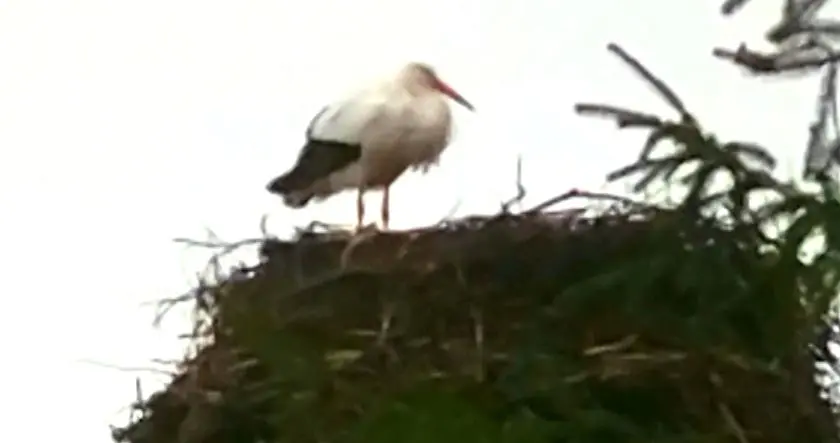Pierwszy bocian przyleciał do Polski. Co to oznacza? - Dzień Dobry TVN