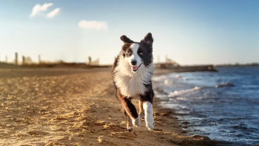 Pies na plaży - tak czy nie? Ratownik mówi wprost - Dzień Dobry TVN