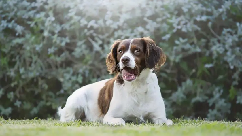 Springer spaniel angielski – charakter, pielęgnacja - Dzień Dobry TVN