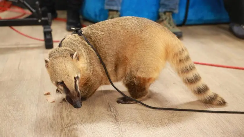 Gekon, ara i ostronos - jak żyje się z nietypowym pupilem? - Dzień ...