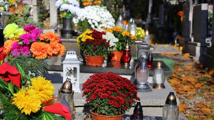 Ile zapłacimy za chryzantemy na Wszystkich Świętych w 2025 roku? - Dzień Dobry TVN