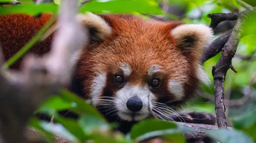 "Na tropie dzikich zwierząt" - panda czerwona. Co to za zwierzę ...