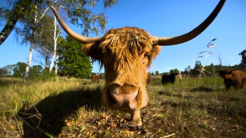 Bydło szkockie i jego hodowla w Polsce - Dzień Dobry TVN