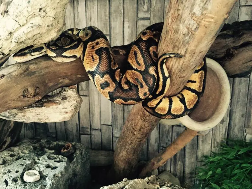 Pyton królewski - co jest ważne w domowej hodowli? - Dzień Dobry TVN