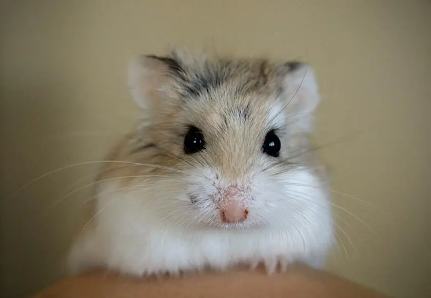 Chomik Roborowskiego – oswajanie, natura i wymagania pupila domowego ...