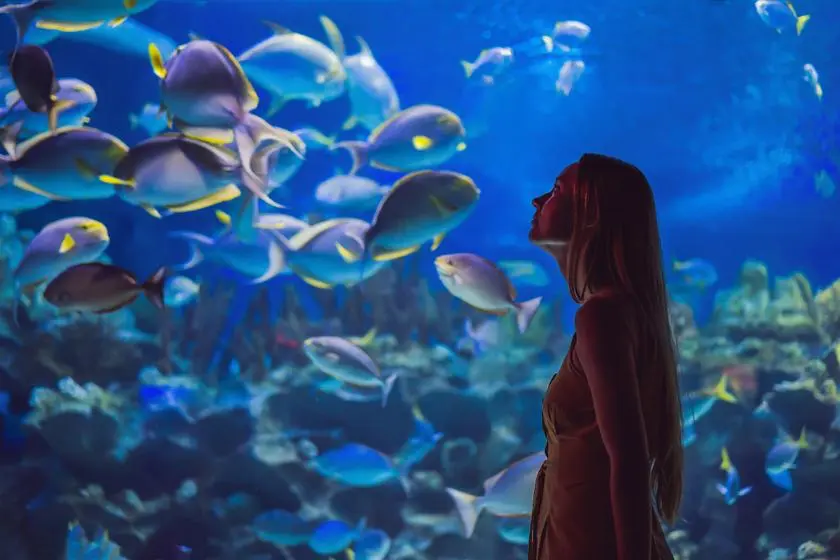 Hydropolis - wodne muzeum we Wrocławiu - Dzień Dobry TVN