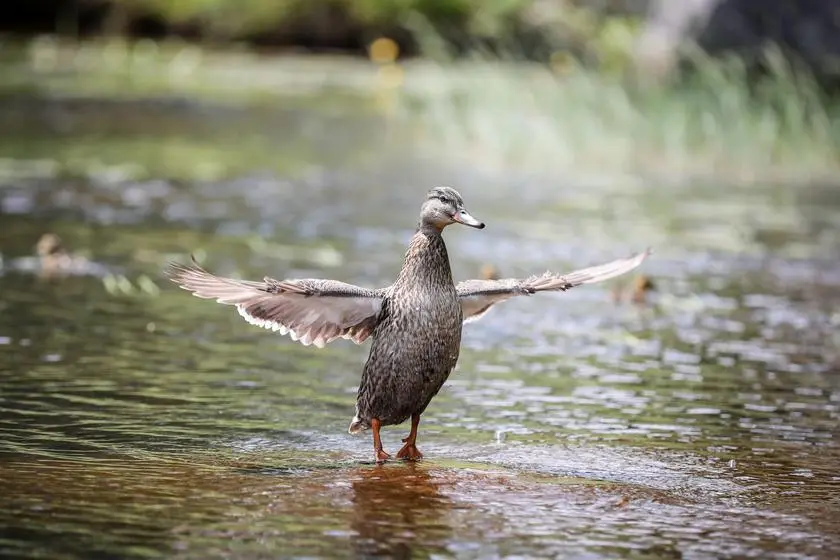 Anatidefobia – jak radzić sobie z lękiem? - Dzień Dobry TVN