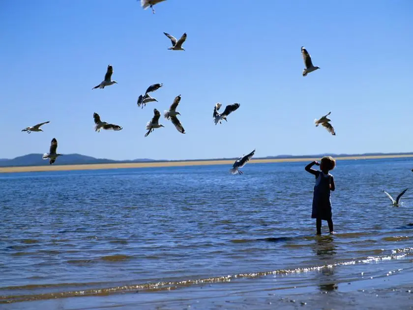 Ornitofobia. Jak zwalczyć lęk przed ptakami? Porady - Dzień Dobry TVN