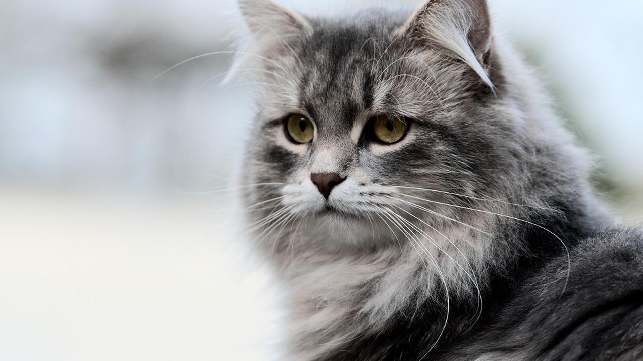 Kot syberyjski – neva masquerade a syberyjski. Opis | Dzień Dobry TVN - Dzień Dobry TVN