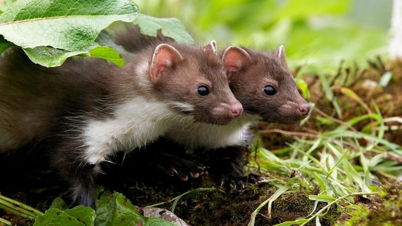 Kuna domowa - zwyczaje, występowanie, zwalczanie - Dzień Dobry TVN