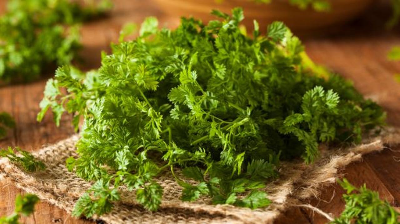 Trybula ogrodowa - jak ją pielęgnować i uprawiać? | Dzień Dobry TVN ...