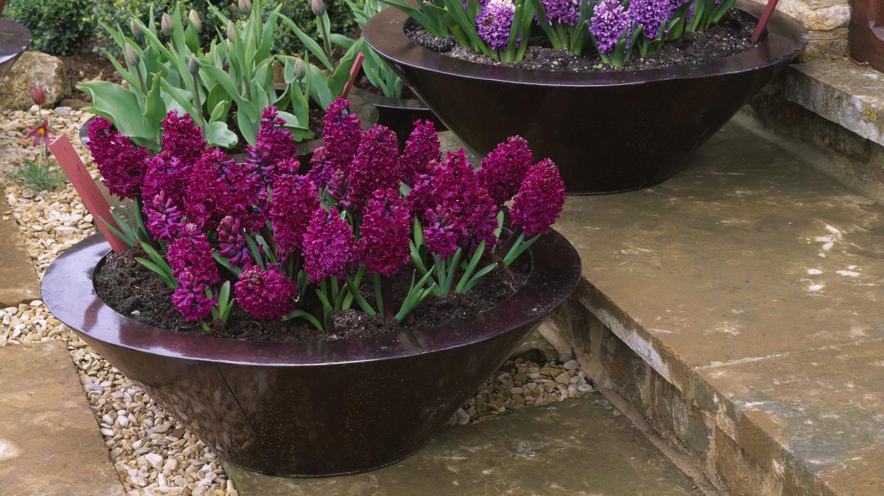 Hiacynt w doniczce i w ogrodzie. Jak dbać o hiacynty, żeby zakwitły ...