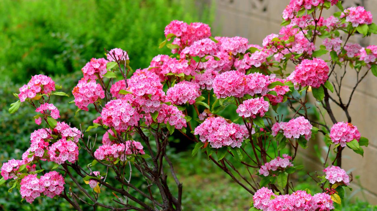 Kalmia szerokolistna - jak uprawiać? - Dzień Dobry TVN