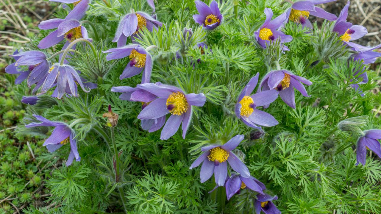 Sasanka zwyczajna - uprawa. Gdzie występuje? - Dzień Dobry TVN