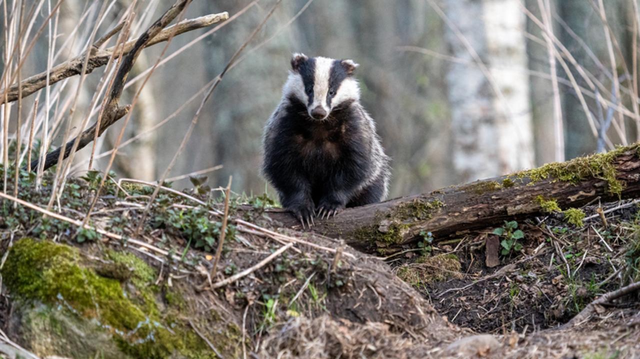 Borsuk w Polsce - występowanie, ciekawostki - Dzień Dobry TVN
