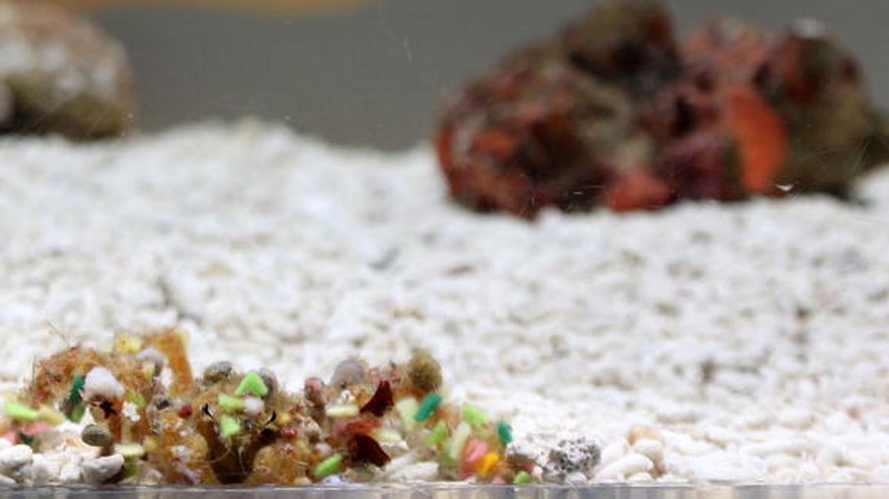 Kamienie do akwarium - napowietrzające, ozdobne - Dzień Dobry TVN