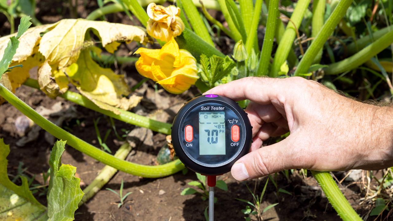 Ph gleby - jak zmierzyć? Jakie najlepsze dla trawy? - Dzień Dobry TVN
