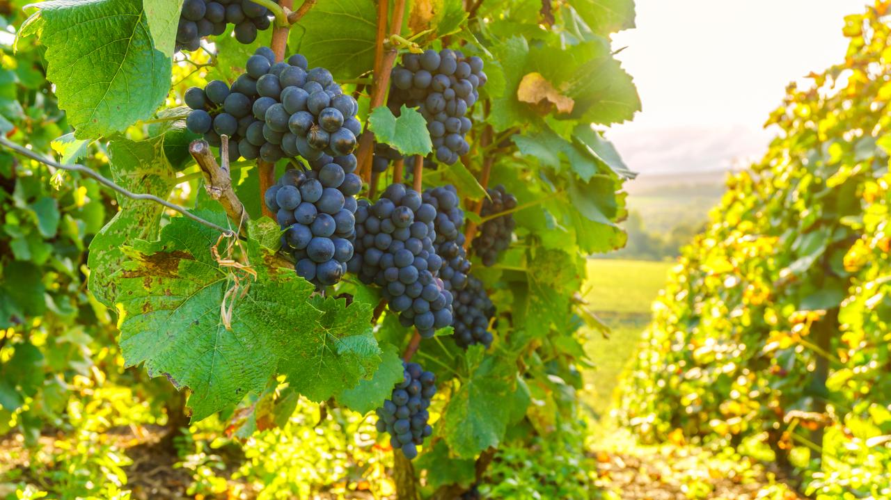 Choroby winorośli – jak je chronić? - Dzień Dobry TVN