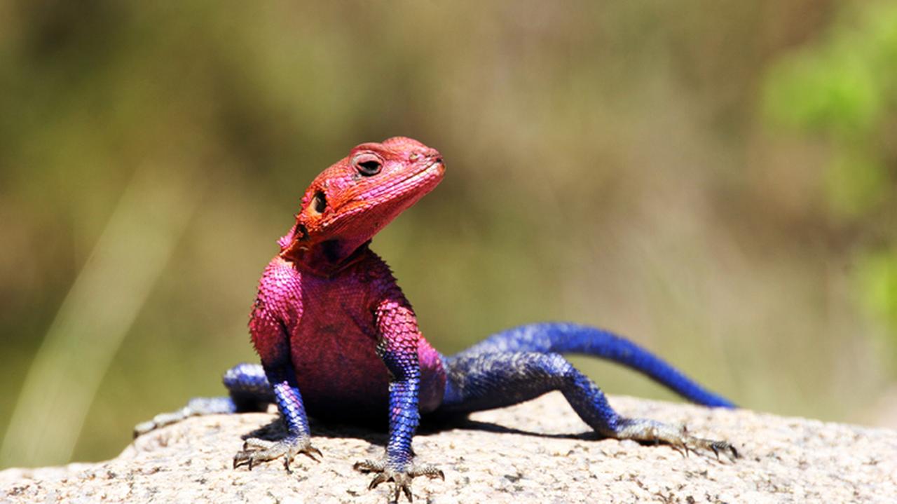 Jakie są odmiany agamy? Jak ją hodować? - Dzień Dobry TVN