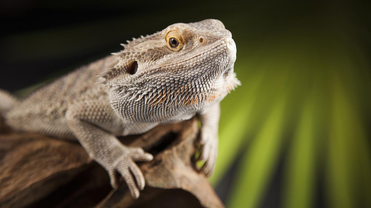 Jak hodować agamę brodatą? Żywienie i pielęgnacja - Dzień Dobry TVN