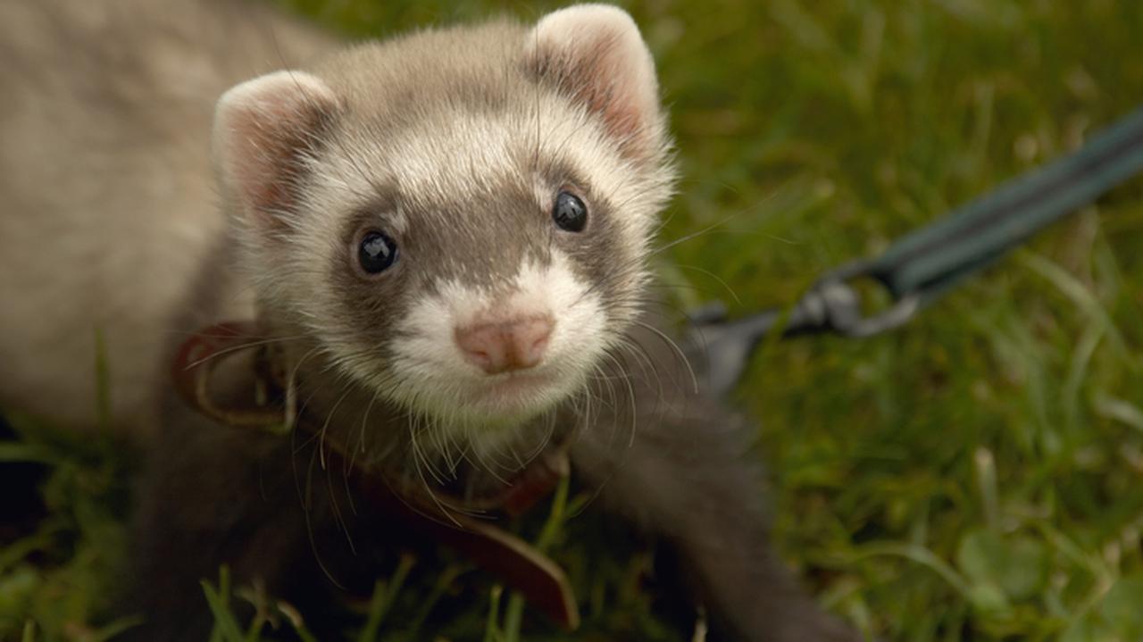 Ile żyje fretka domowa? Jaką karmę wybrać? - Dzień Dobry TVN