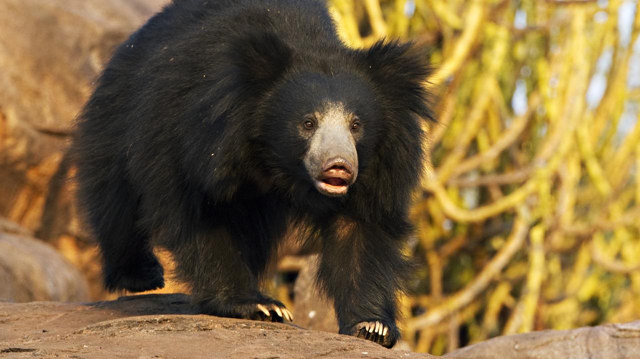 Czym żywi się niedźwiedź wargacz? - Dzień Dobry TVN