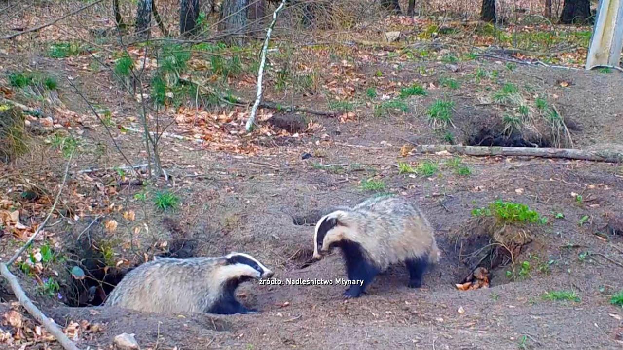 Borsuki. Co warto o nich wiedzieć? - Dzień Dobry TVN