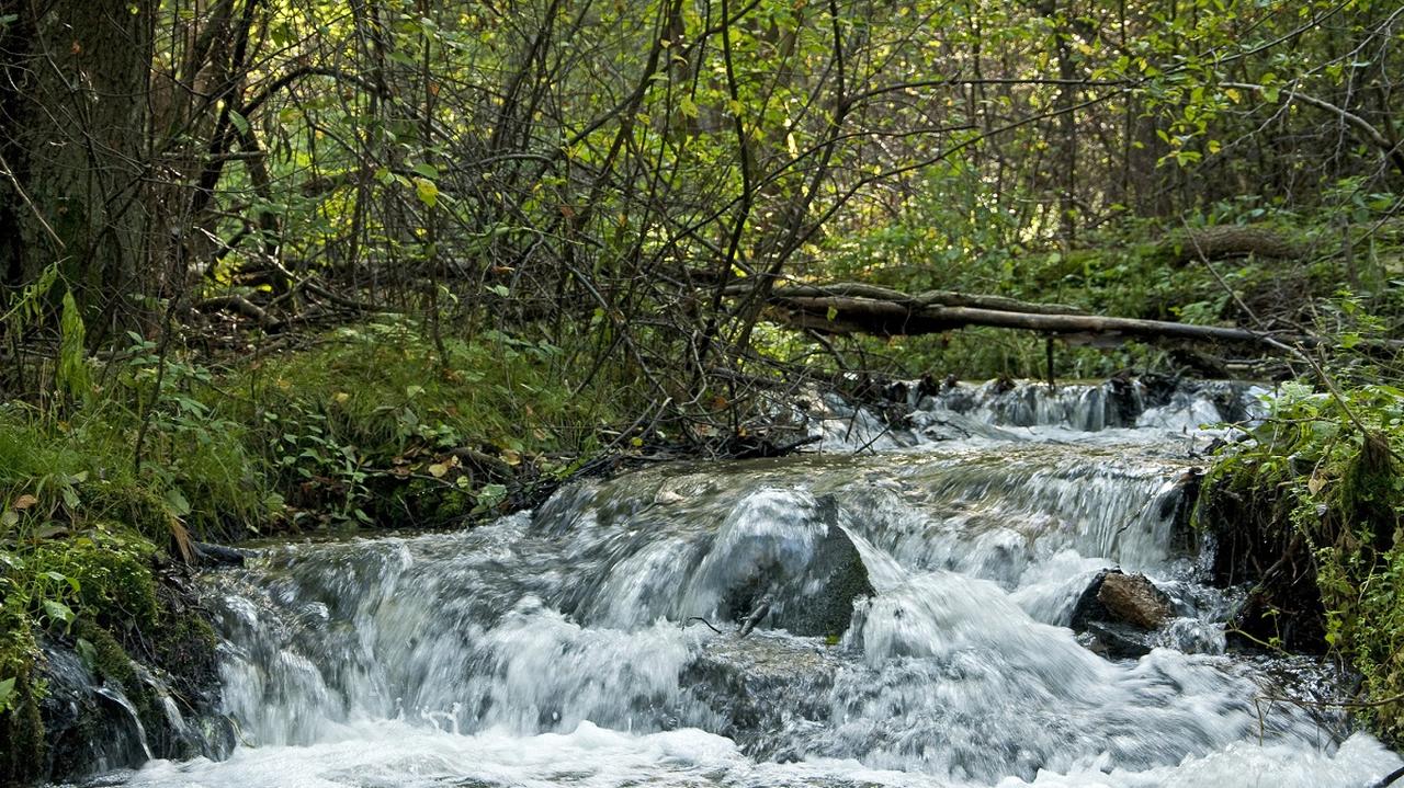 Roztoczański Park Narodowy - ciekawostki - Dzień Dobry TVN
