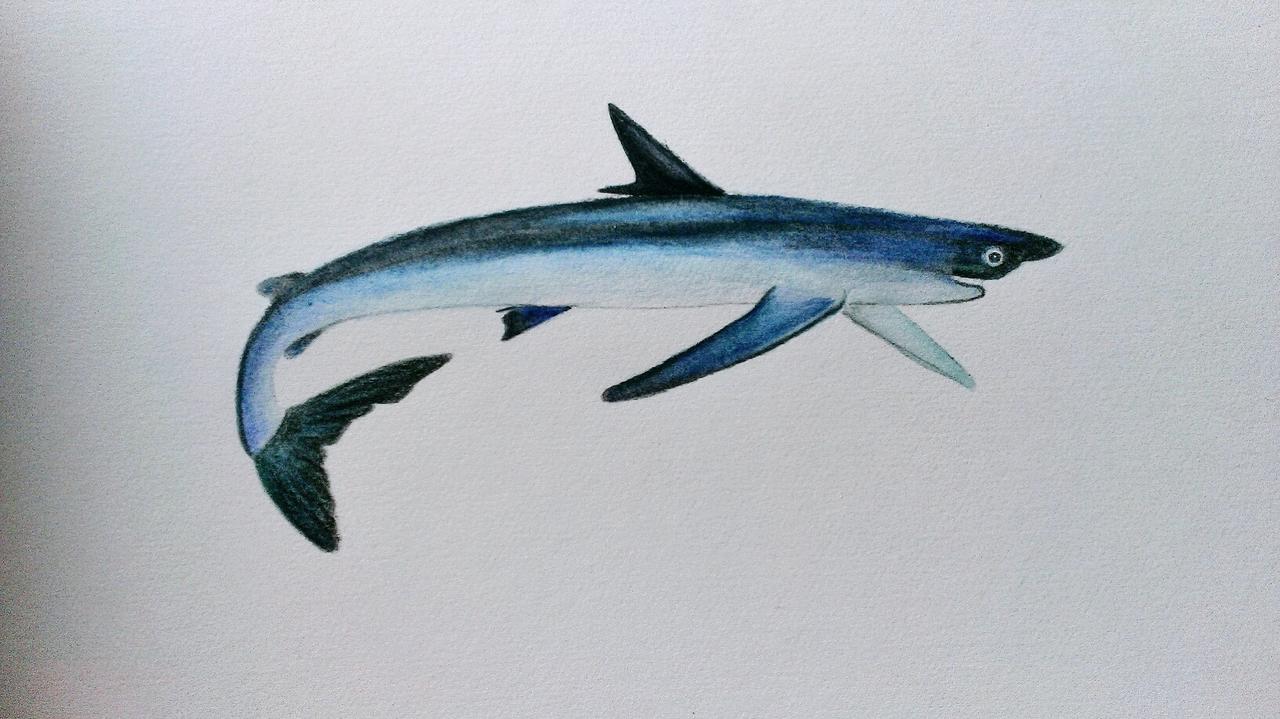 Jak narysować rekina? Krok po kroku - Dzień Dobry TVN