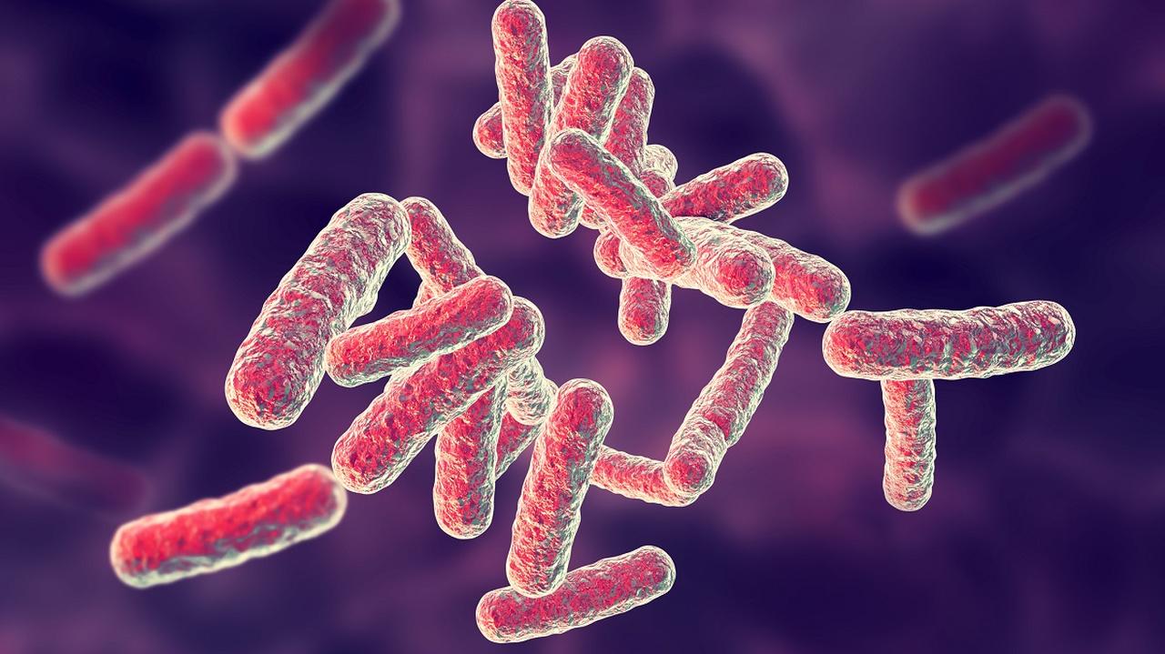 Pałeczka ropy błękitnej. Co to za bakteria? - Dzień Dobry TVN