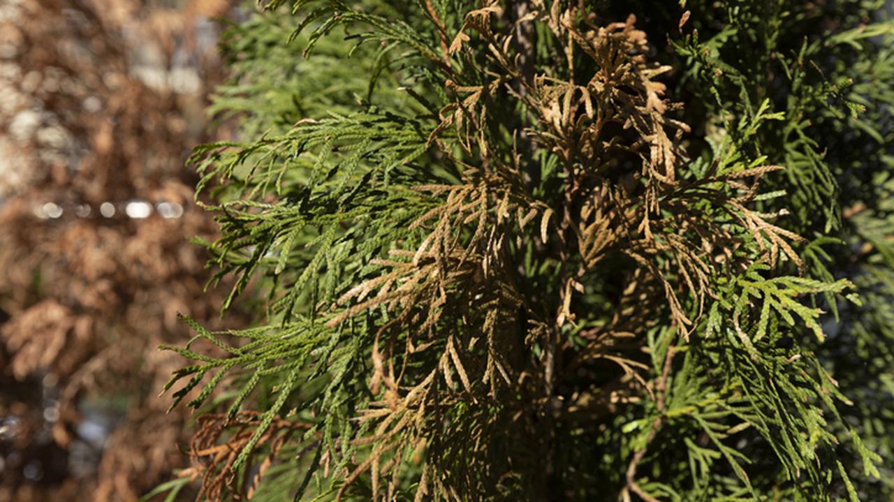 Choroby tui – brązowienie i usychanie drzew. Jak pielęgnować tuje ...