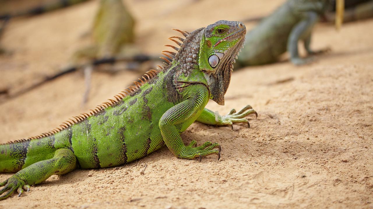 Hodowla legwana zielonego - terrarium, żywienie, długość życia - Dzień ...