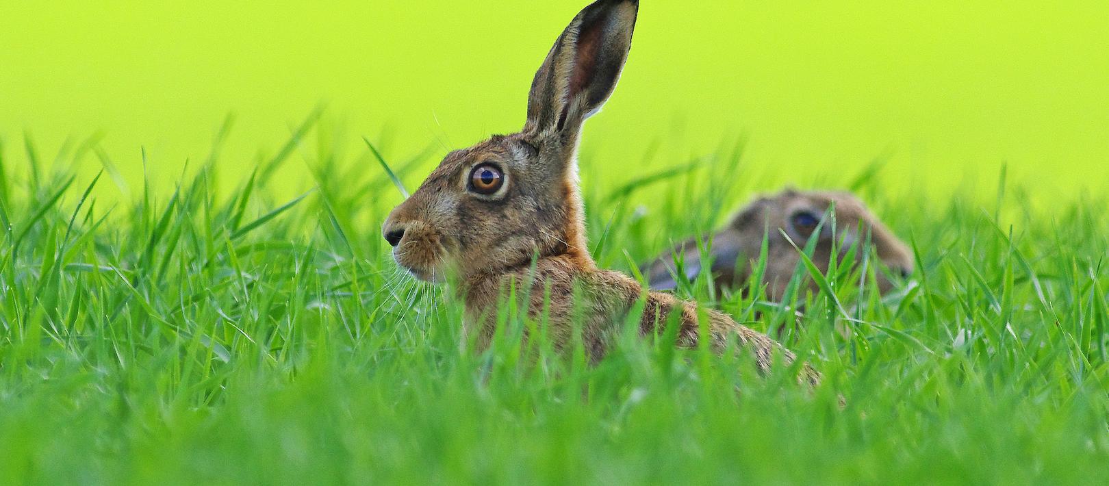 Co je zając? Czy to zwierzę jest roślinożerne? - Dzień Dobry TVN