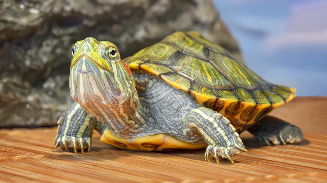 Hodowla żółwi wodno-lądowych w akwarium i oczku wodnym. Co należy ...
