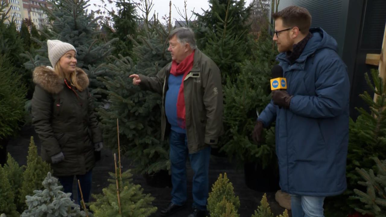 Jaki gatunek drzewka świątecznego wybrać? Zalety i wady - Dzień Dobry TVN