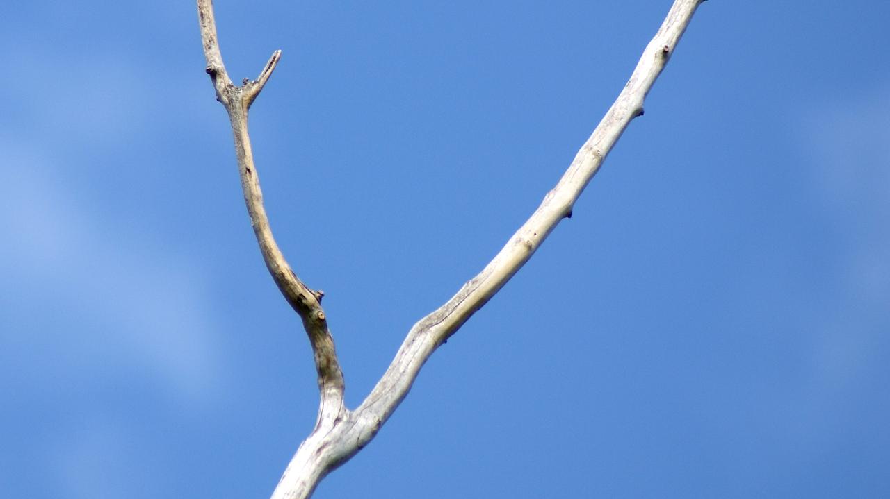 Czy szukanie wody różdżką jest skuteczne? Historia metody i porady ...