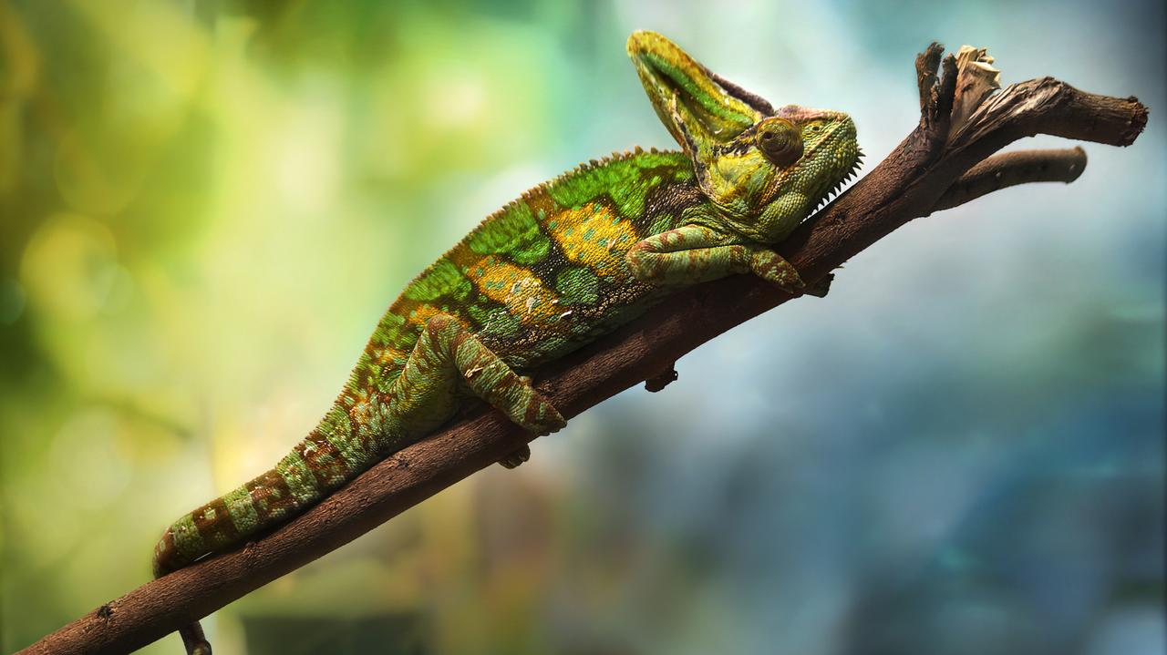 Jakie terrarium wybrać do hodowli kameleona? - Dzień Dobry TVN