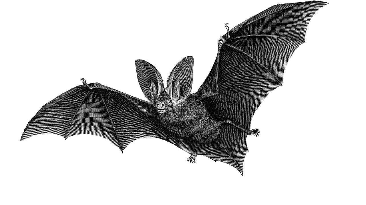 Jak narysować nietoperza? Krok po kroku - Dzień Dobry TVN