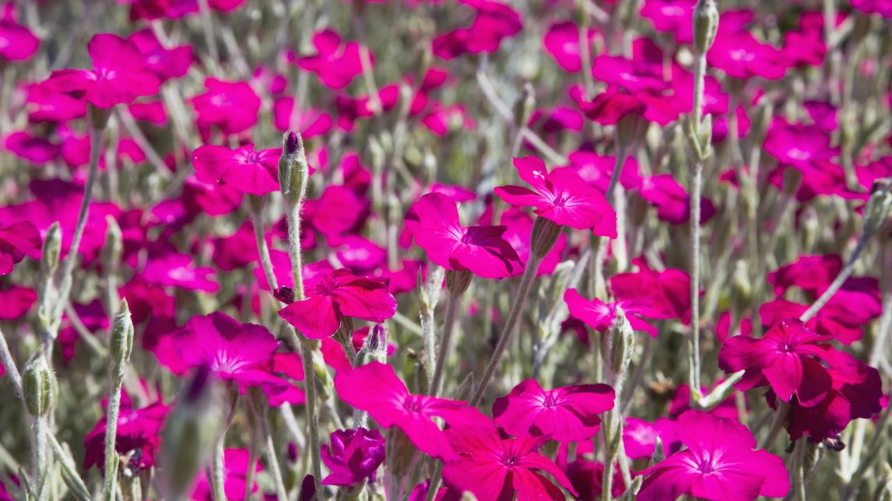 Firletka kwiecista – czy uprawiana jest w Polsce? - Dzień Dobry TVN