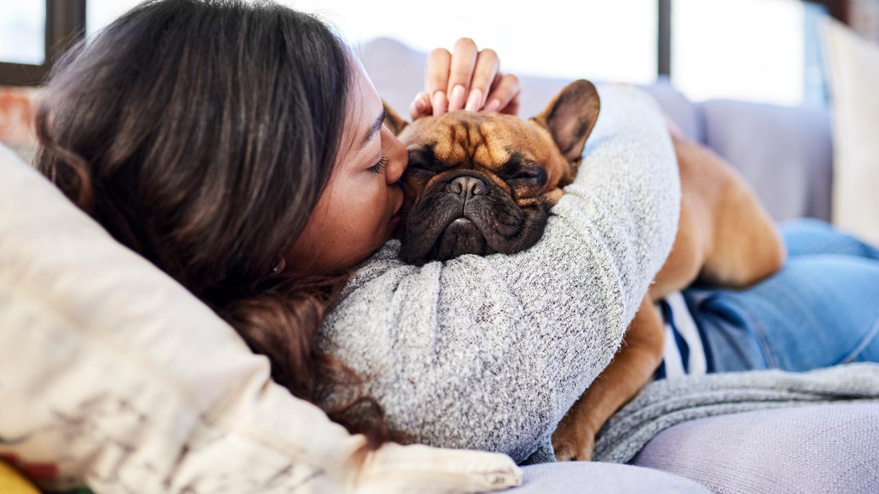 Buldog francuski to najpopularniejsza rasa psa. Jakie są tego ...