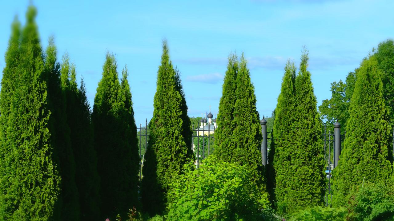 Tuje - odmiany. Jak sadzić? Kiedy przycinać? - Dzień Dobry TVN