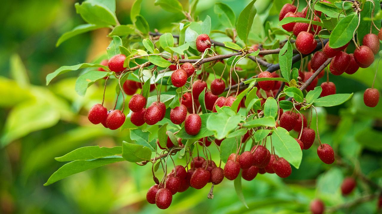 Berberys Erecta – kiedy ciąć? Pielęgnacja - Dzień Dobry TVN