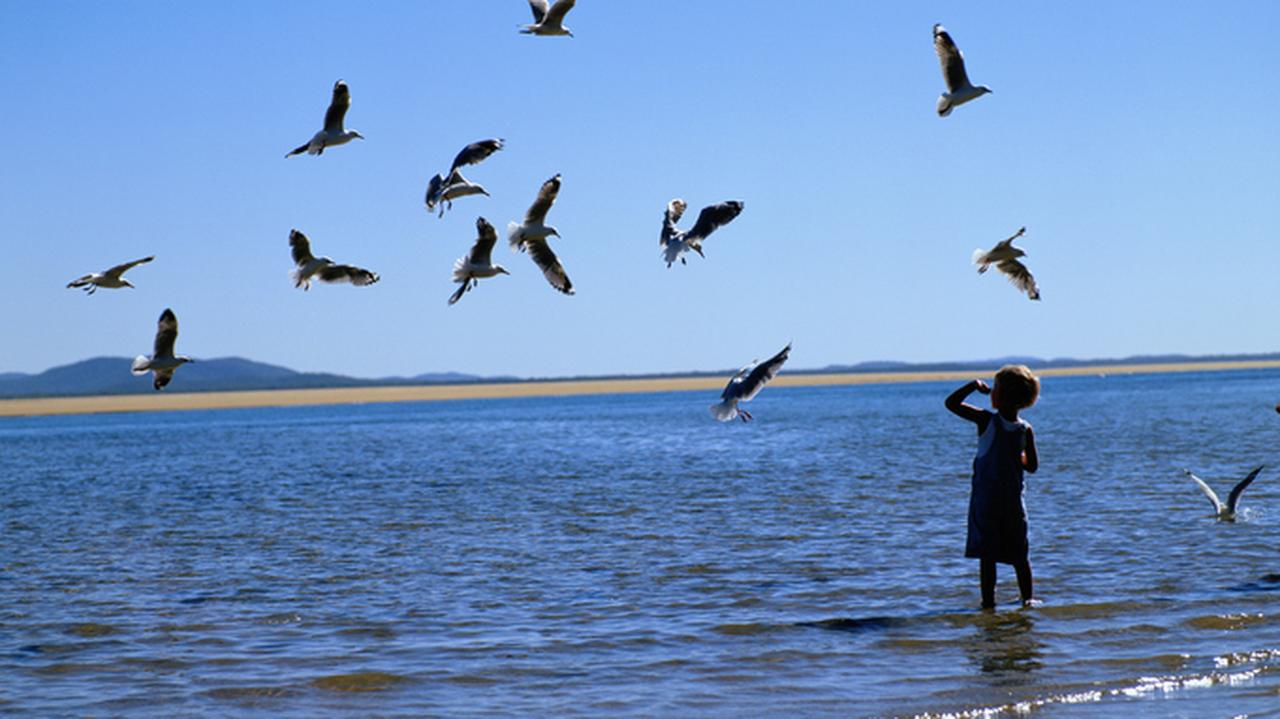 Ornitofobia. Jak zwalczyć lęk przed ptakami? Porady - Dzień Dobry TVN