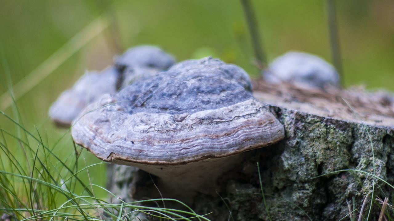 Huba czyli grzyb rosnący na drzewie. Które gatunki są jadalne? - Dzień ...
